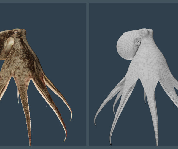 ArtStation - Animated Octopus- Southern Keeled | Game Assets