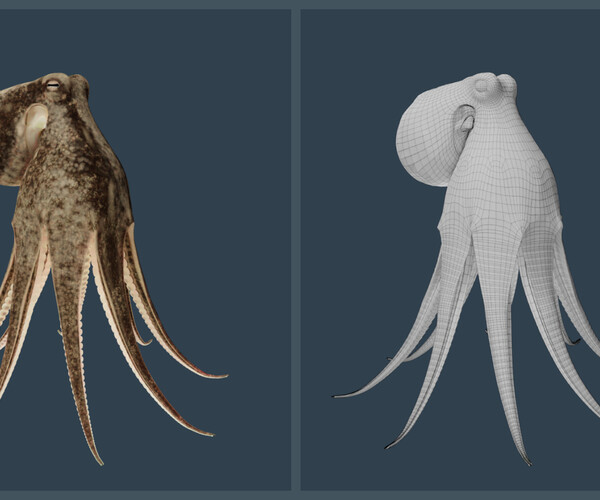 ArtStation - Animated Octopus- Southern Keeled | Game Assets