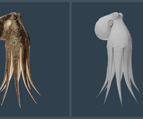 ArtStation - Animated Octopus- Southern Keeled | Game Assets