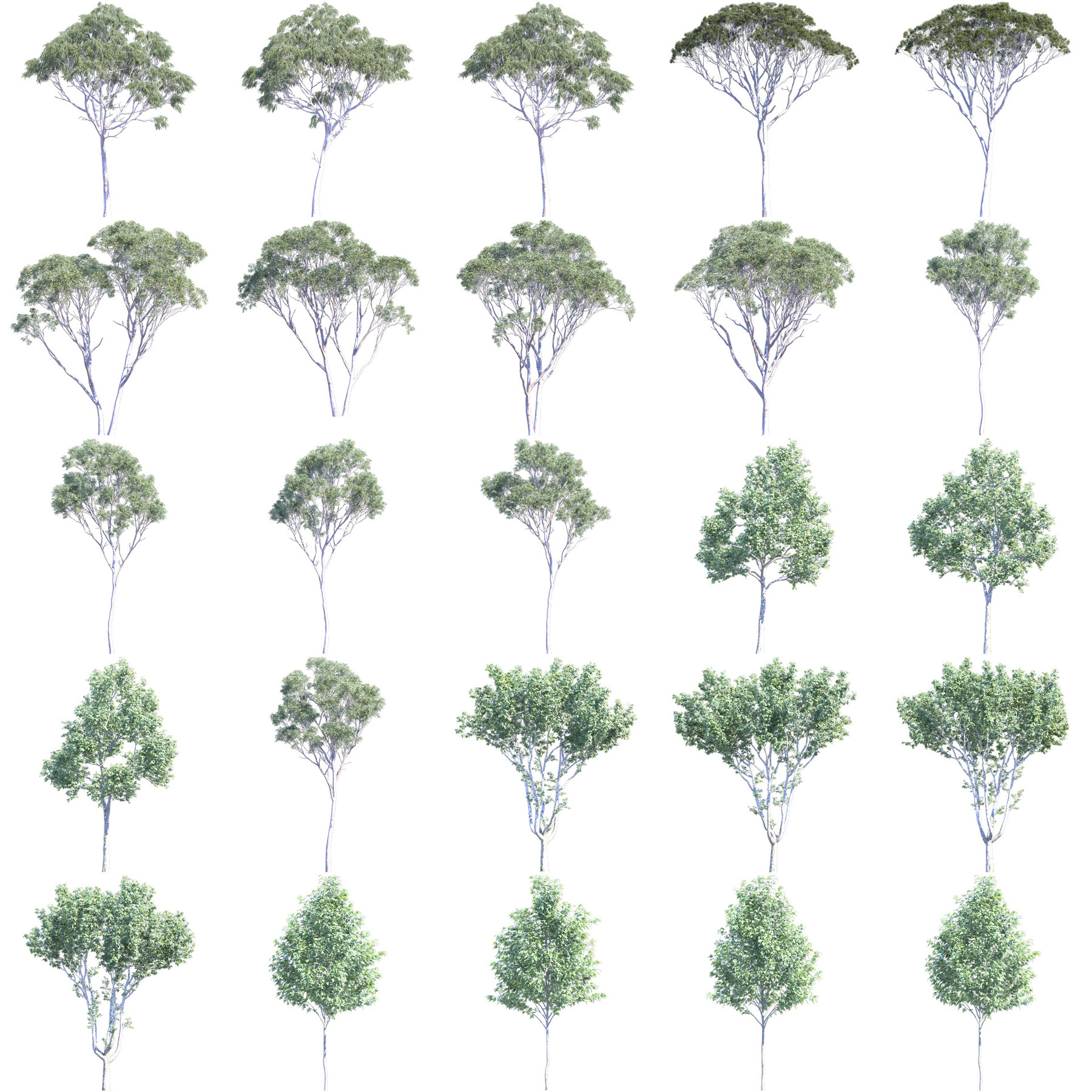 ArtStation - Tree cutout png 4k & psd (Alder, Maple, Weeping willow ...