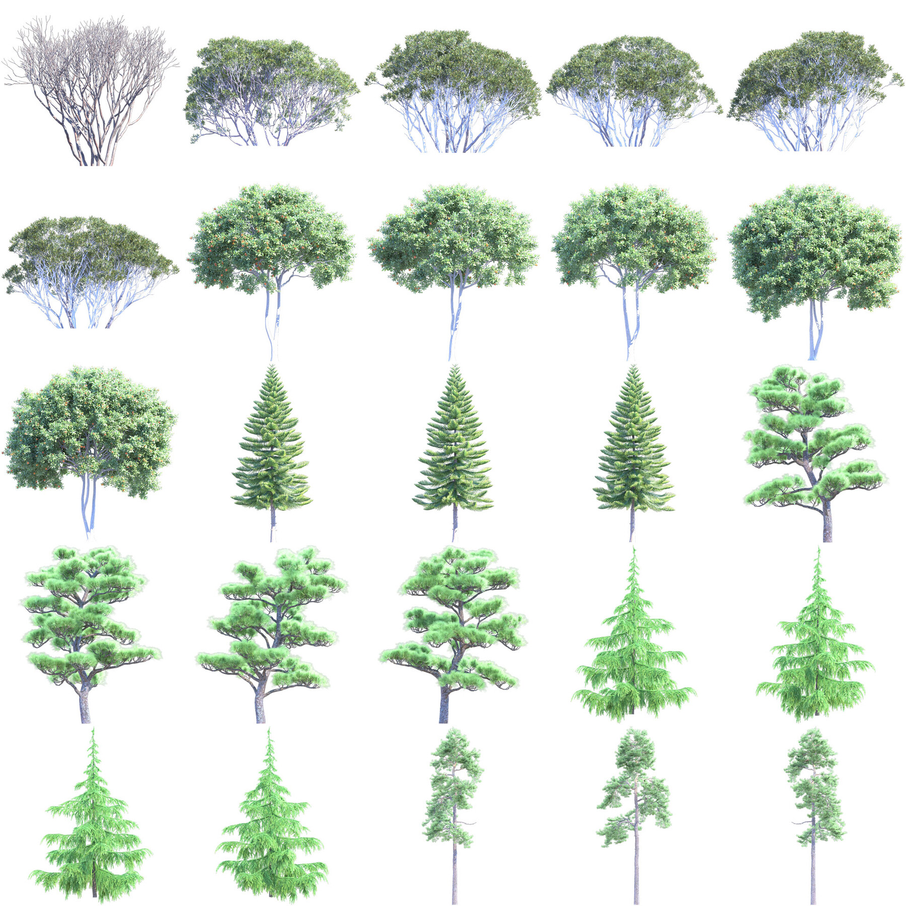 ArtStation - Tree cutout png 4k & psd (Alder, Maple, Weeping willow ...
