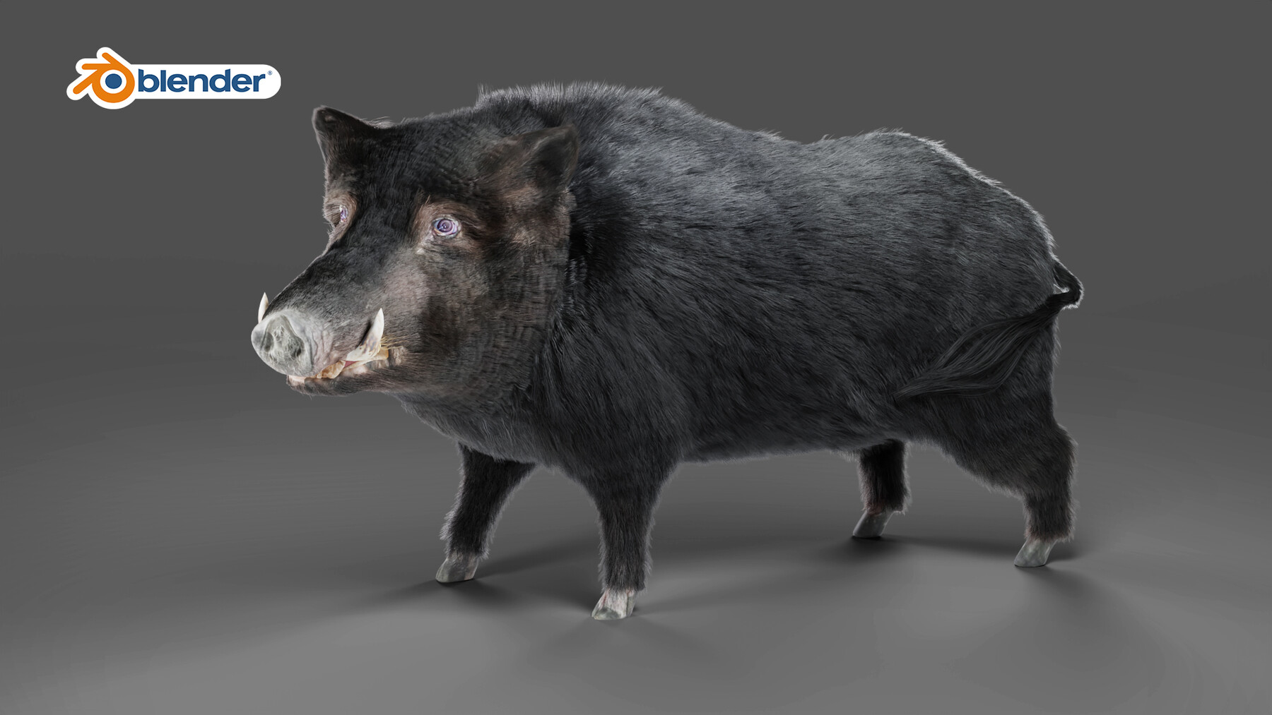 ArtStation - Fur Black Wild Boar Rigged and Animation in Blender | Game ...