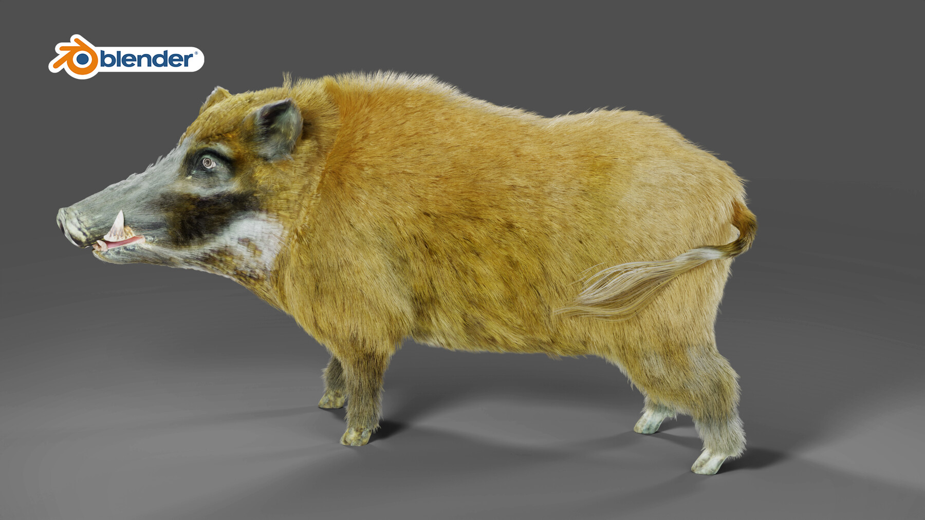 ArtStation - Fur Wild Boar Rigged and Animation V05 | Game Assets