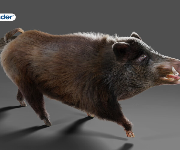 ArtStation - Fur Wild Boar V06 Rigged and Animation | Game Assets