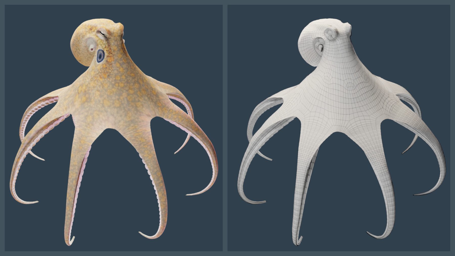 ArtStation - Animated Octopus- California Two-Spot | Game Assets