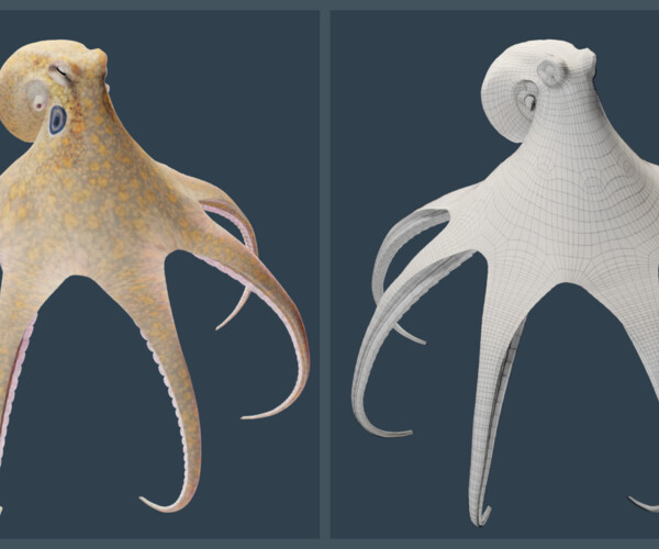 ArtStation - Animated Octopus- California Two-Spot | Game Assets