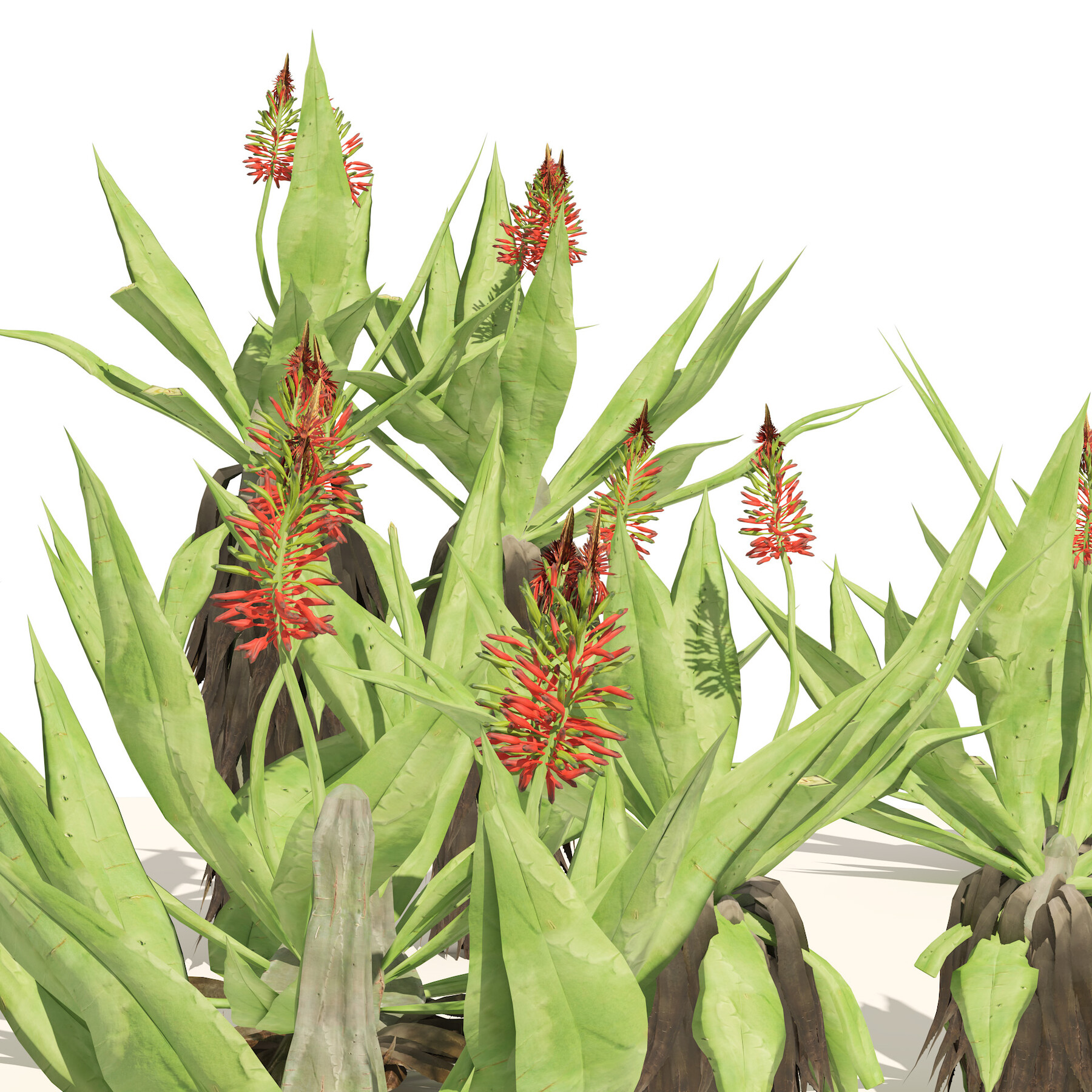 ArtStation - Aloe Vera flowers cluster | Resources