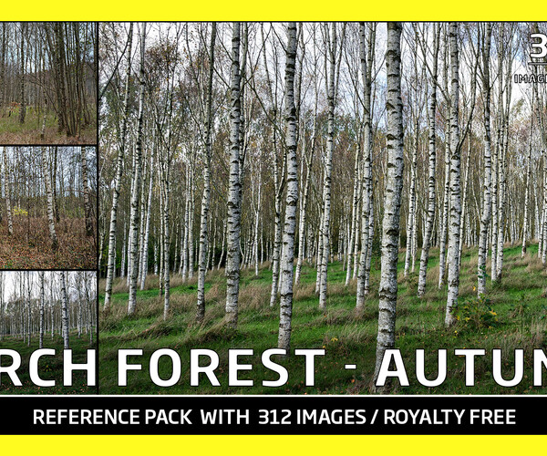 ArtStation - BIRCH COLLECTION - AUTUMN / Photo Reference / 312 images ...