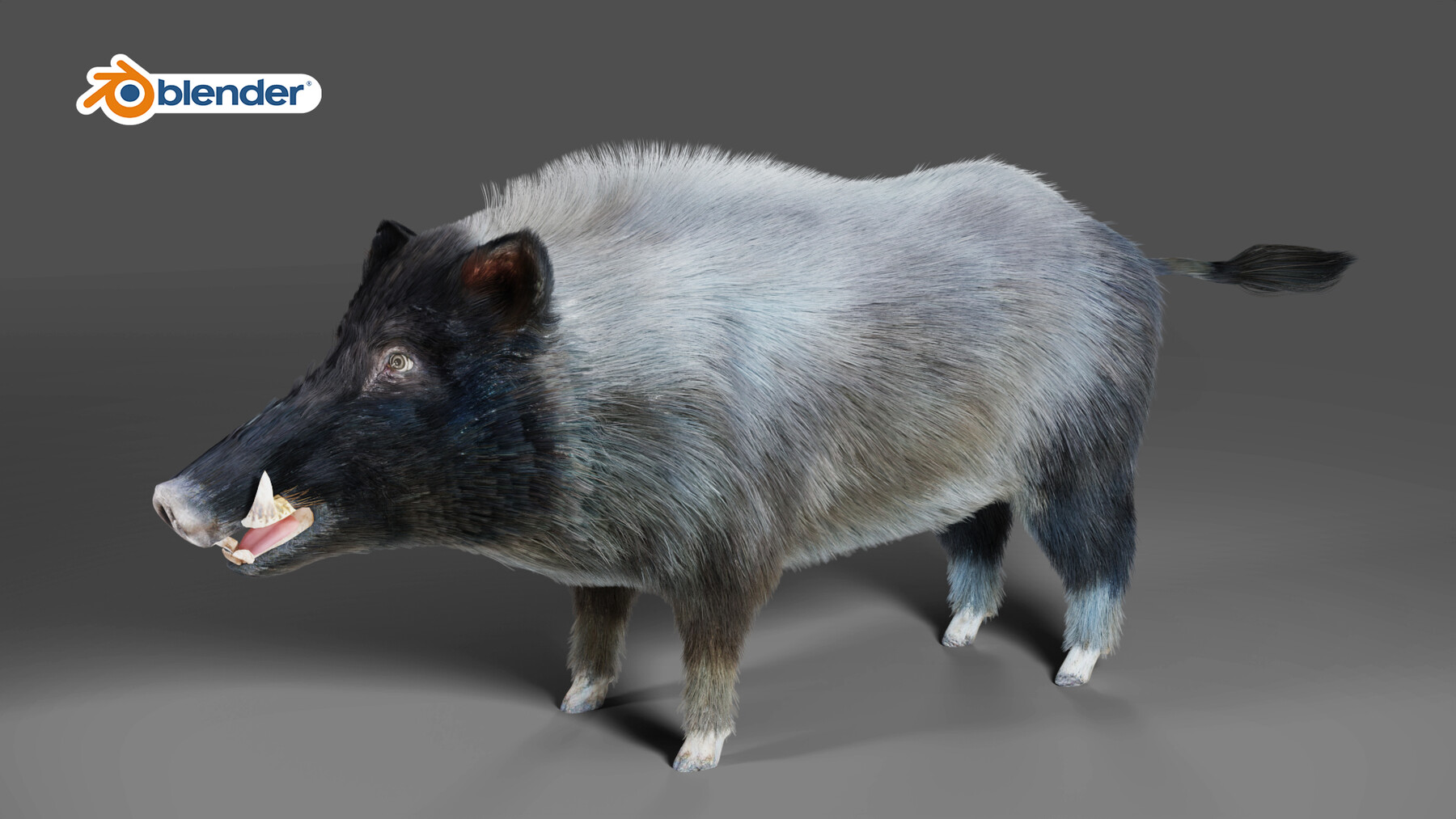 ArtStation - Fur Wild Boar V07 Rigged and Animation | Game Assets