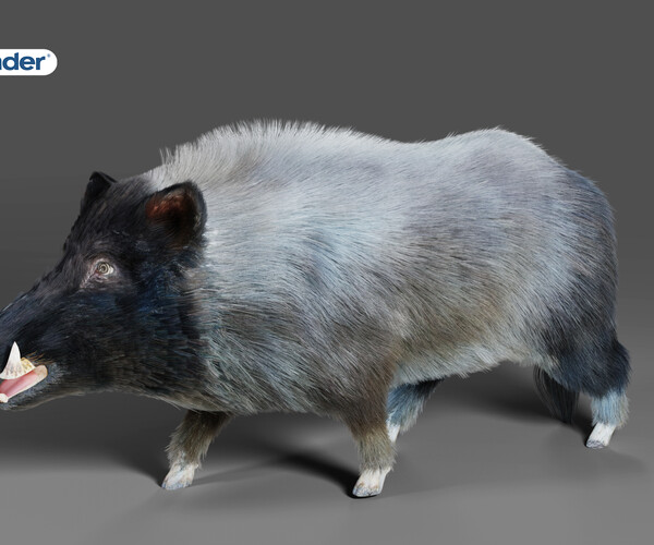 ArtStation - Fur Wild Boar V07 Rigged and Animation | Game Assets