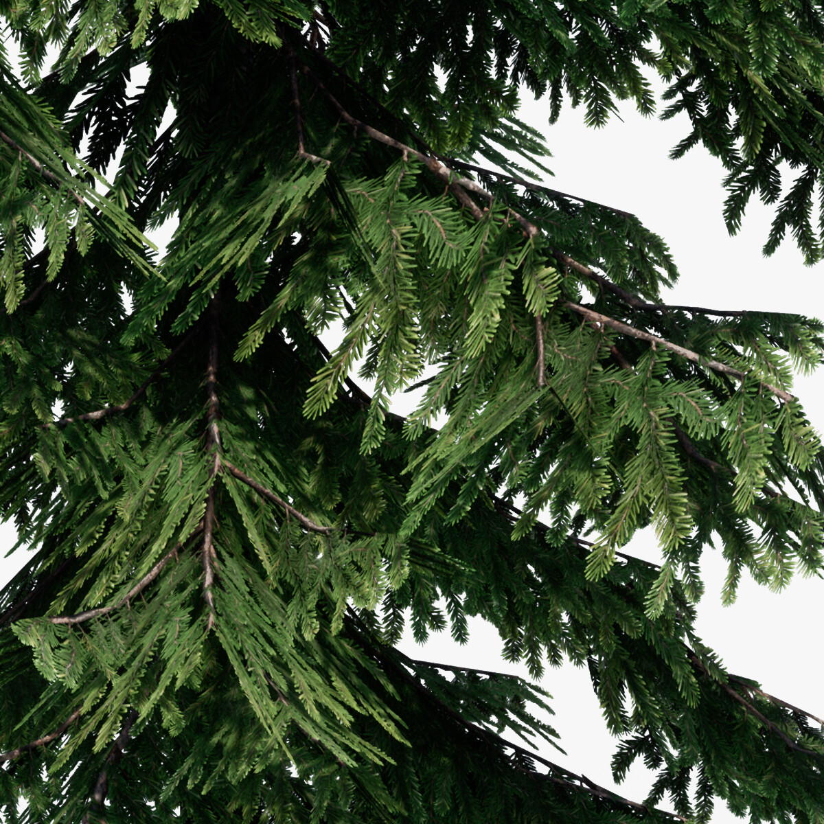 ArtStation - Fir Pine Tree Pack | Game Assets