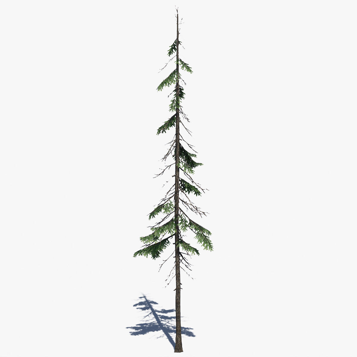 ArtStation - Fir Pine Tree Pack | Game Assets