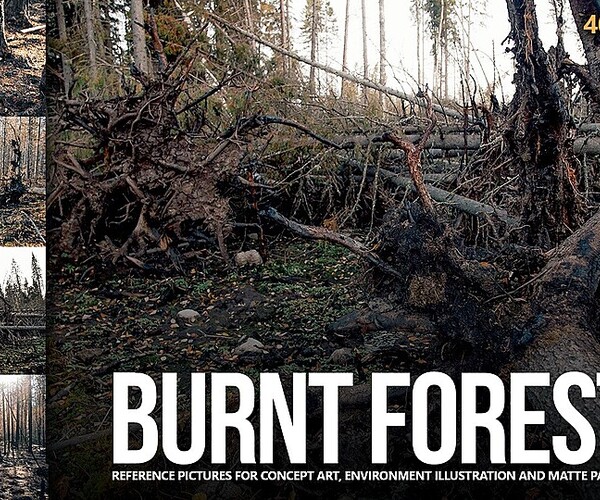 ArtStation - 400+ Burnt Forest Reference Pictures | Resources
