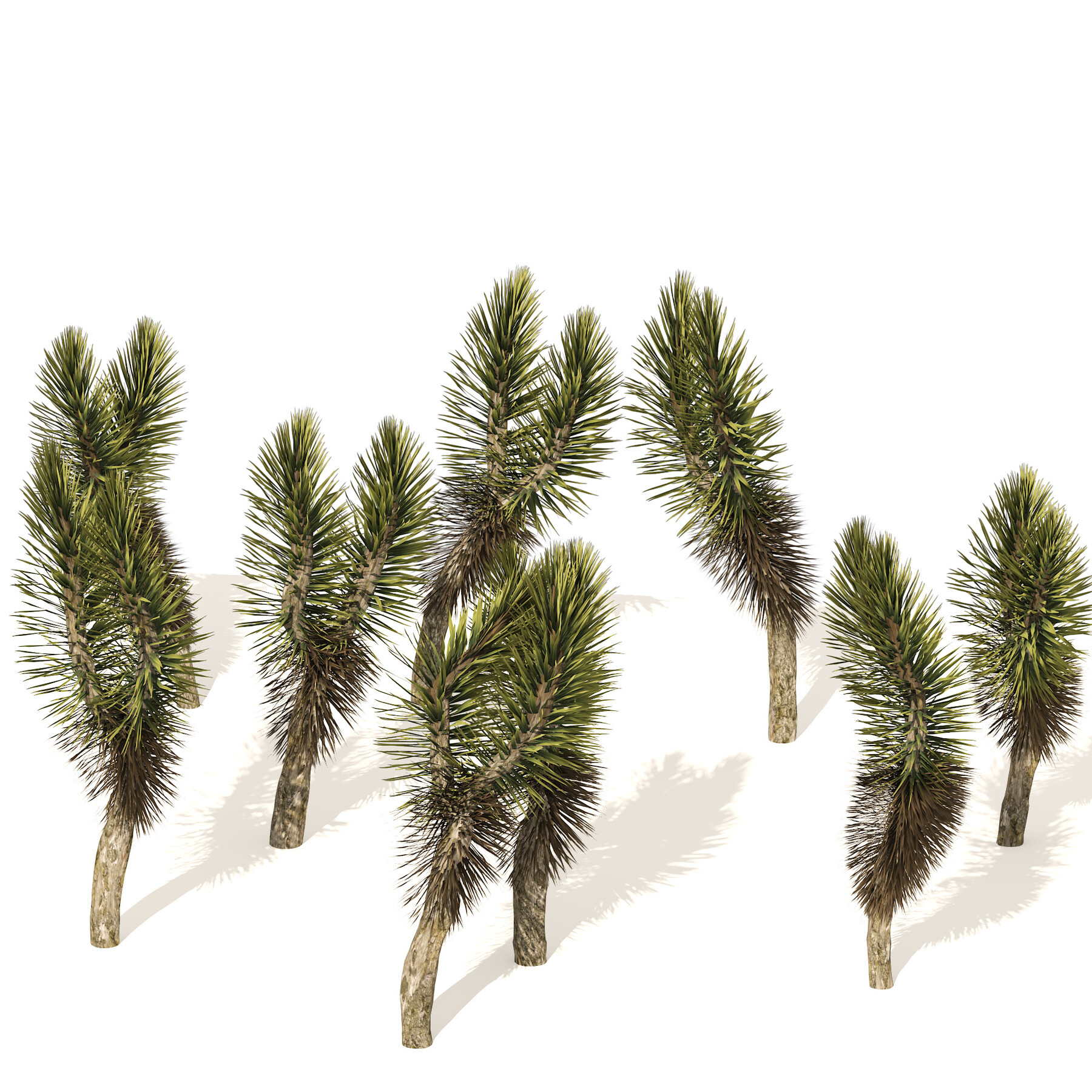 ArtStation - Outdoor Dracaena Tree | Resources
