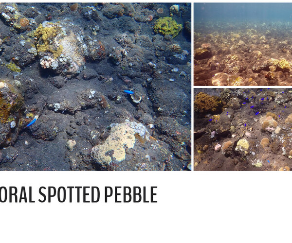 ArtStation - 101 photos of Black Coral Spotted Pebble Rocks | Resources