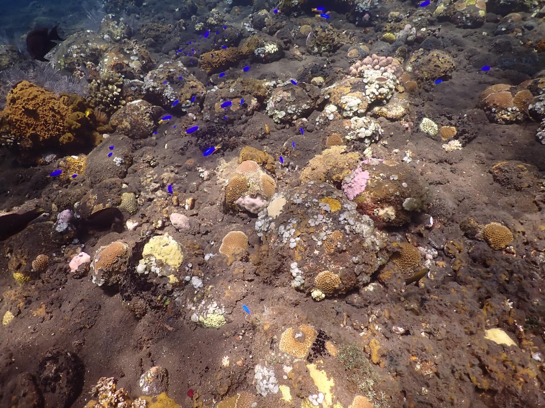 ArtStation - 101 photos of Black Coral Spotted Pebble Rocks | Resources