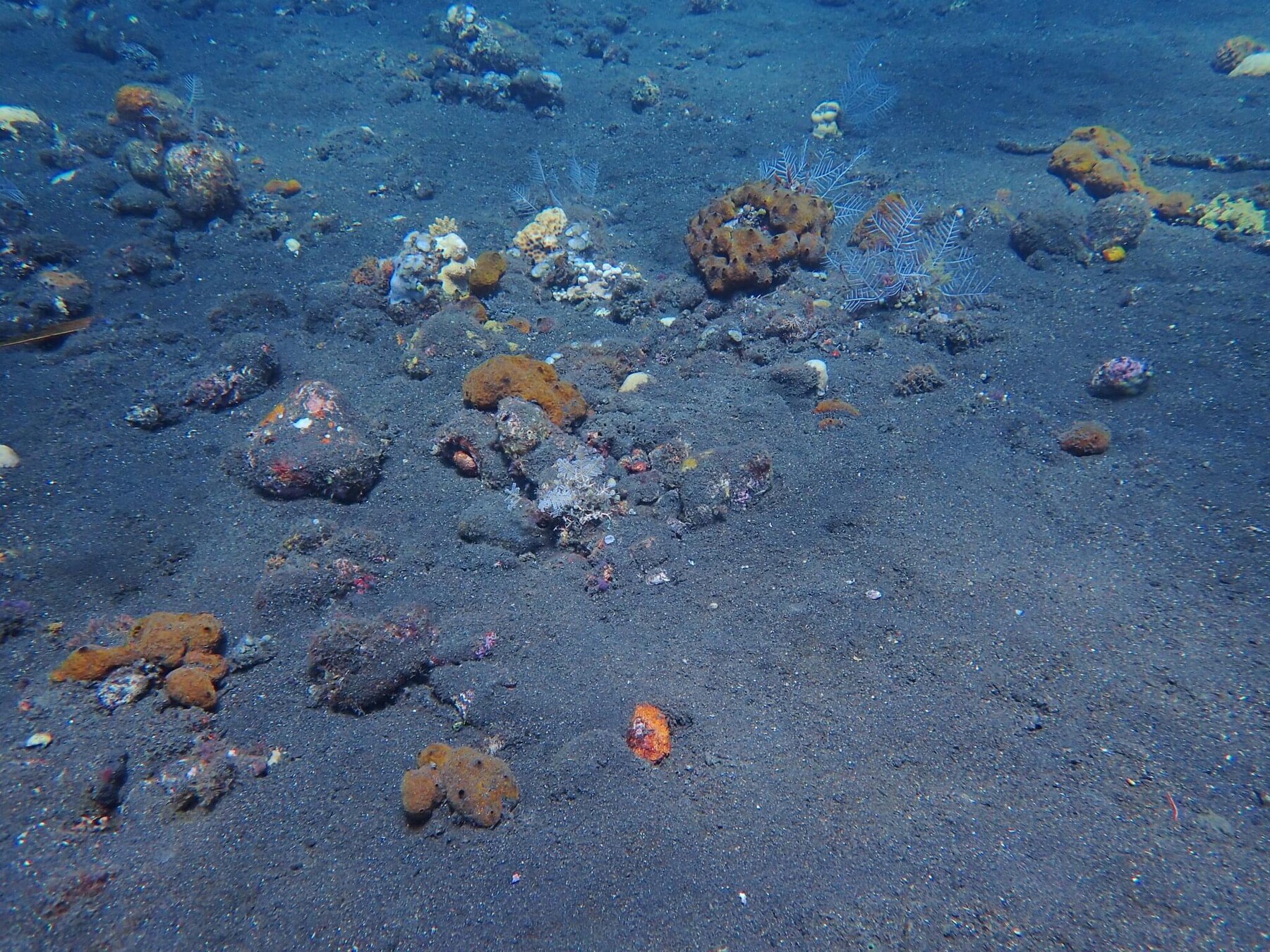 ArtStation - 101 photos of Black Coral Spotted Pebble Rocks | Resources