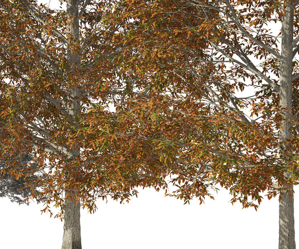 ArtStation - Fall Shingle Oak Trees | Game Assets