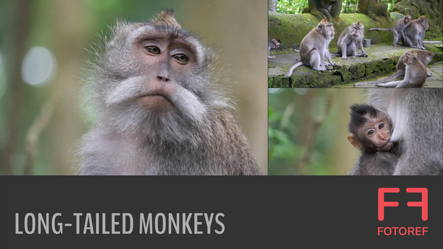 ArtStation - 158 photos of Long-Tailed Monkeys | Resources