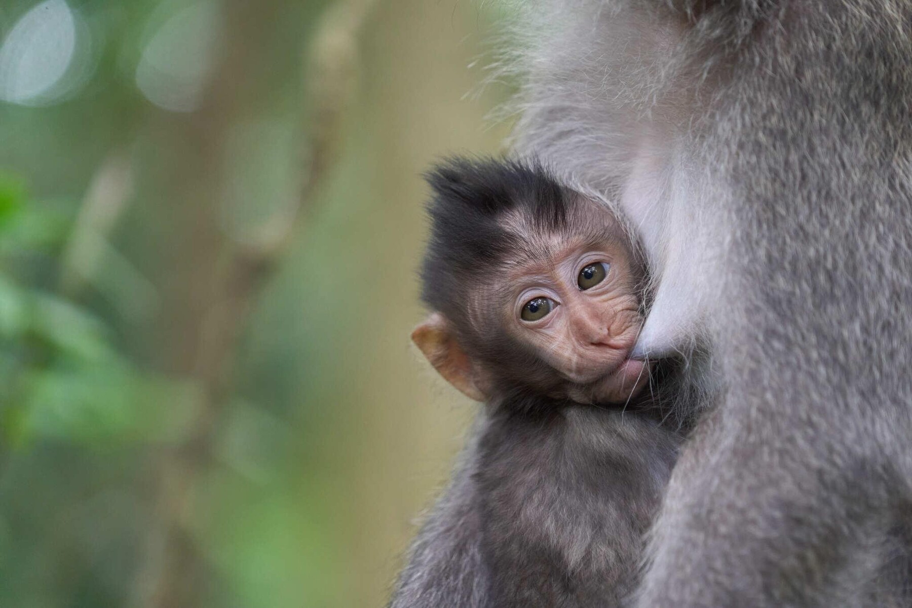 ArtStation - 158 photos of Long-Tailed Monkeys | Resources