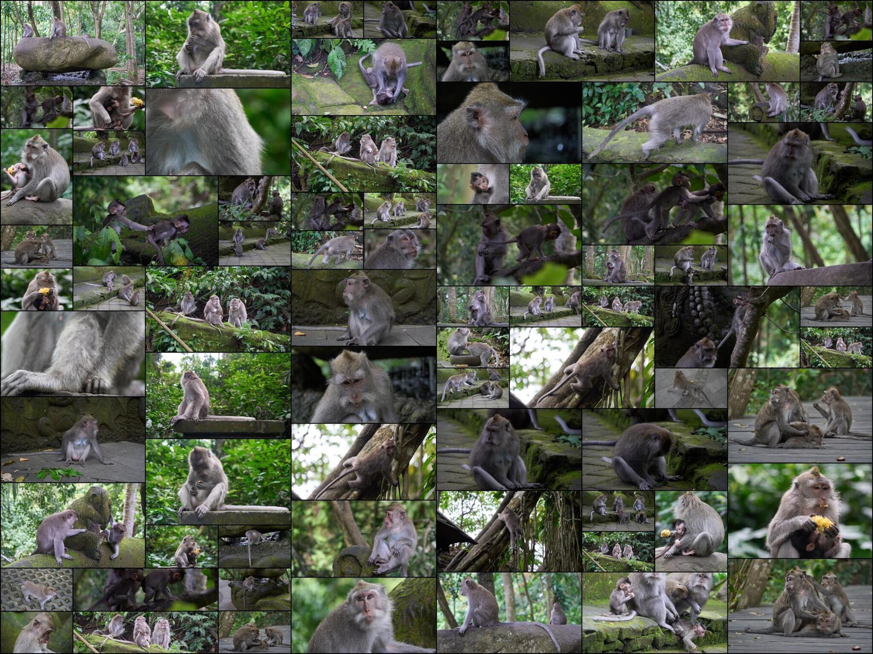 ArtStation - 158 photos of Long-Tailed Monkeys | Resources