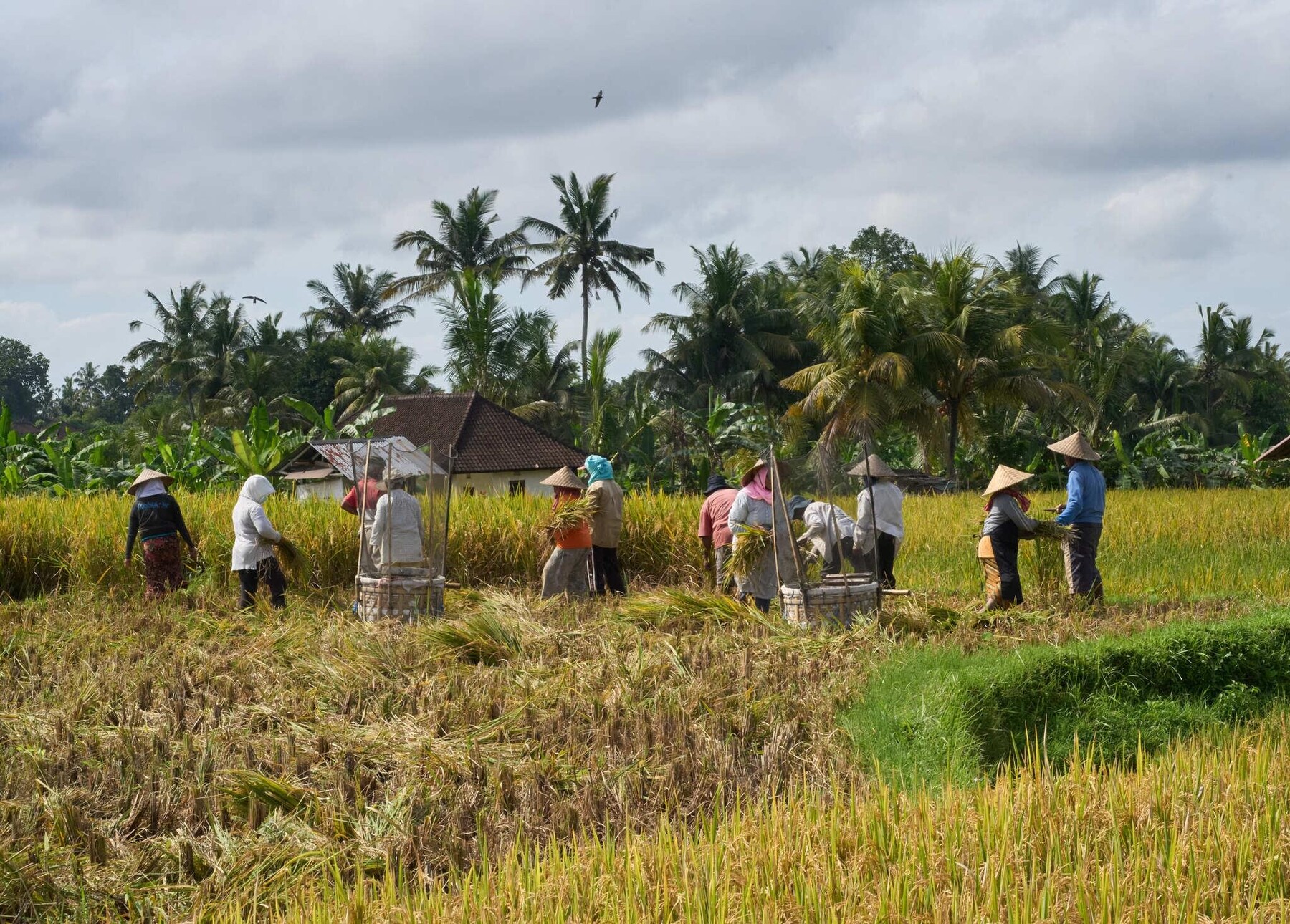 ArtStation - 216 photos of Bali Rice Paddies | Resources