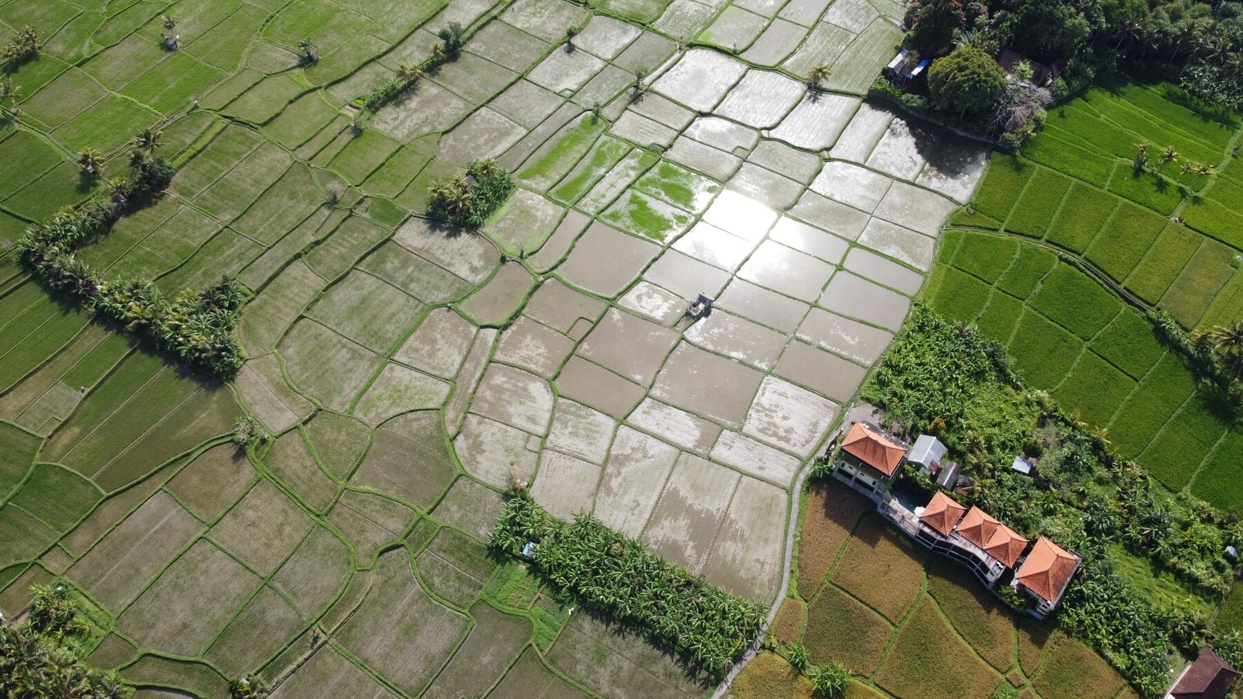 ArtStation - 216 photos of Bali Rice Paddies | Resources