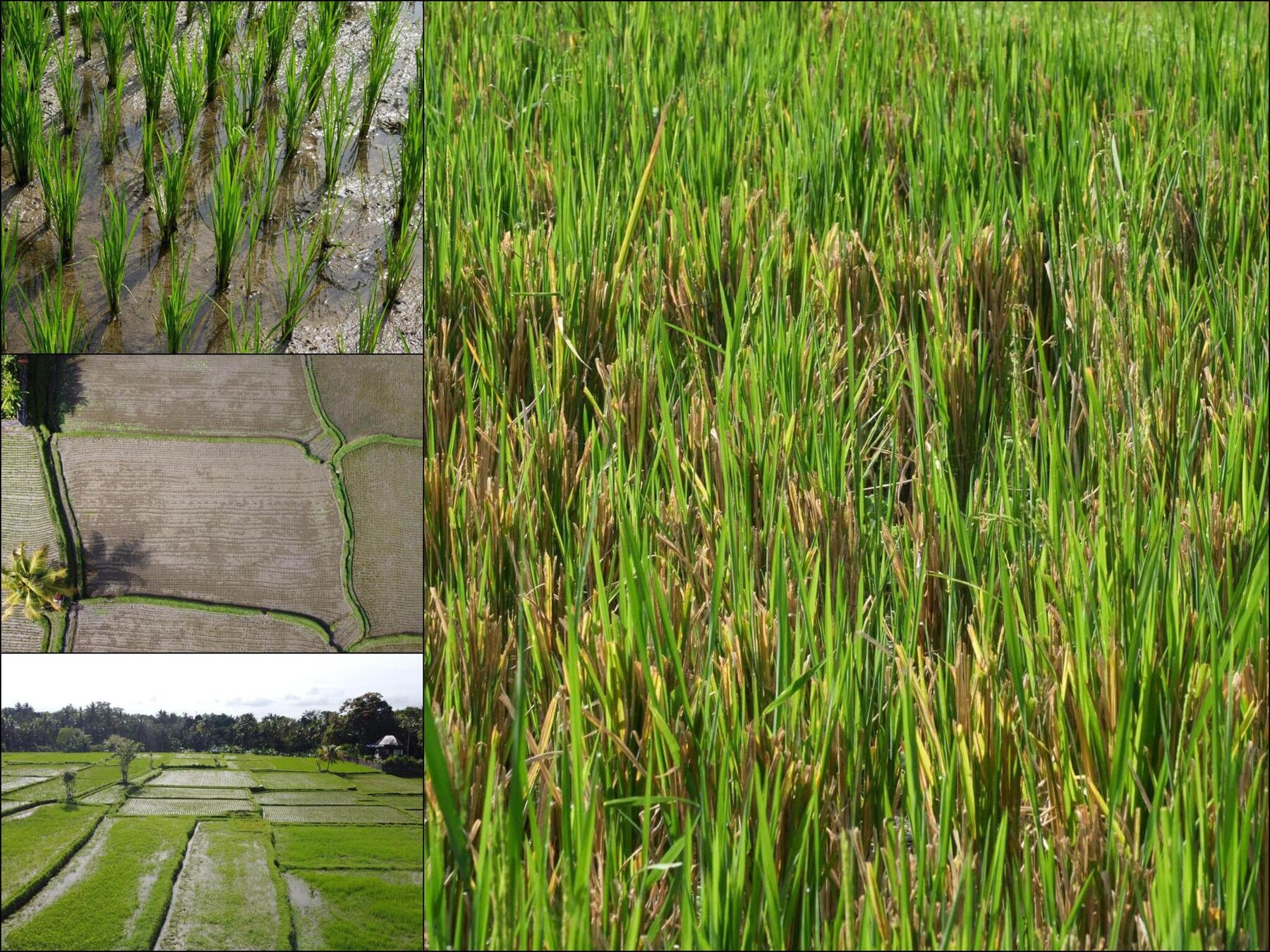 ArtStation - 216 photos of Bali Rice Paddies | Resources