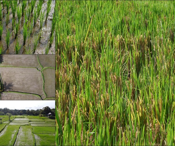 ArtStation - 216 photos of Bali Rice Paddies | Resources