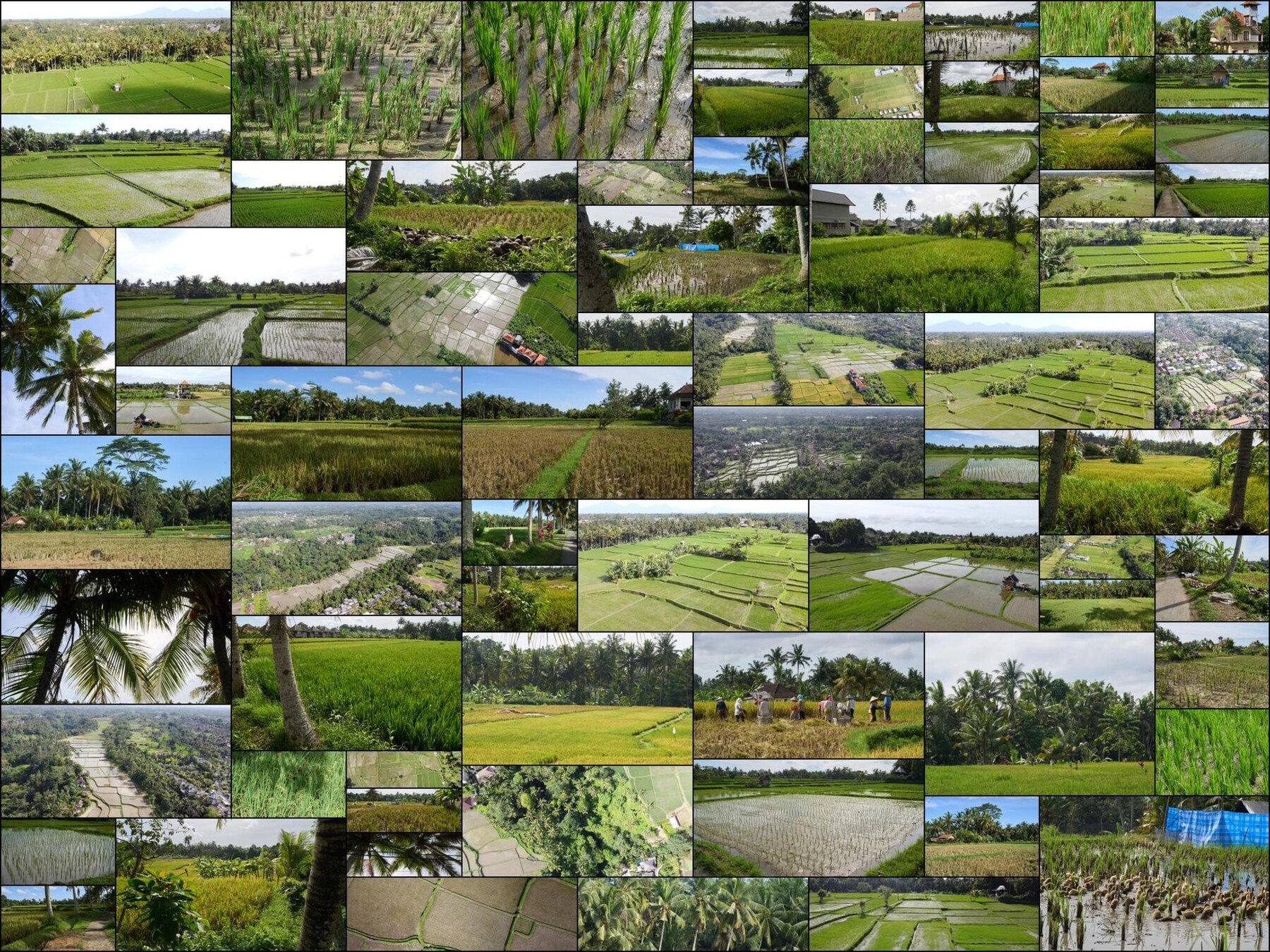 ArtStation - 216 photos of Bali Rice Paddies | Resources