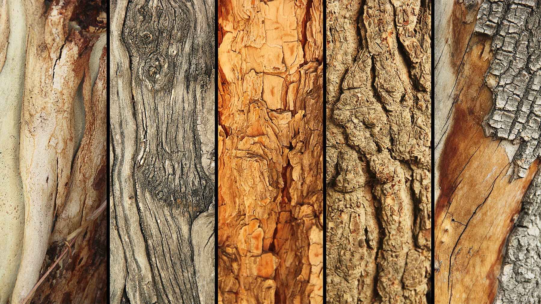 ArtStation - 550+ TREE SKIN Reference Pictures | Resources