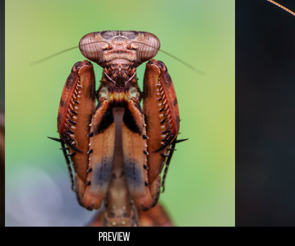 ArtStation - 400+ Insects and Spiders Reference Pictures | Resources