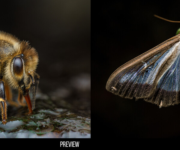 ArtStation - 400+ Insects and Spiders Reference Pictures | Resources