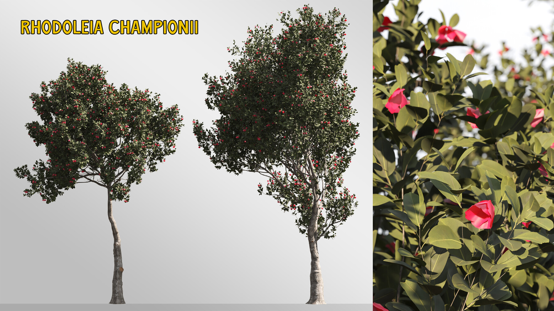 ArtStation - 4 Tree Set 3D Models _ Vol 02 | Resources