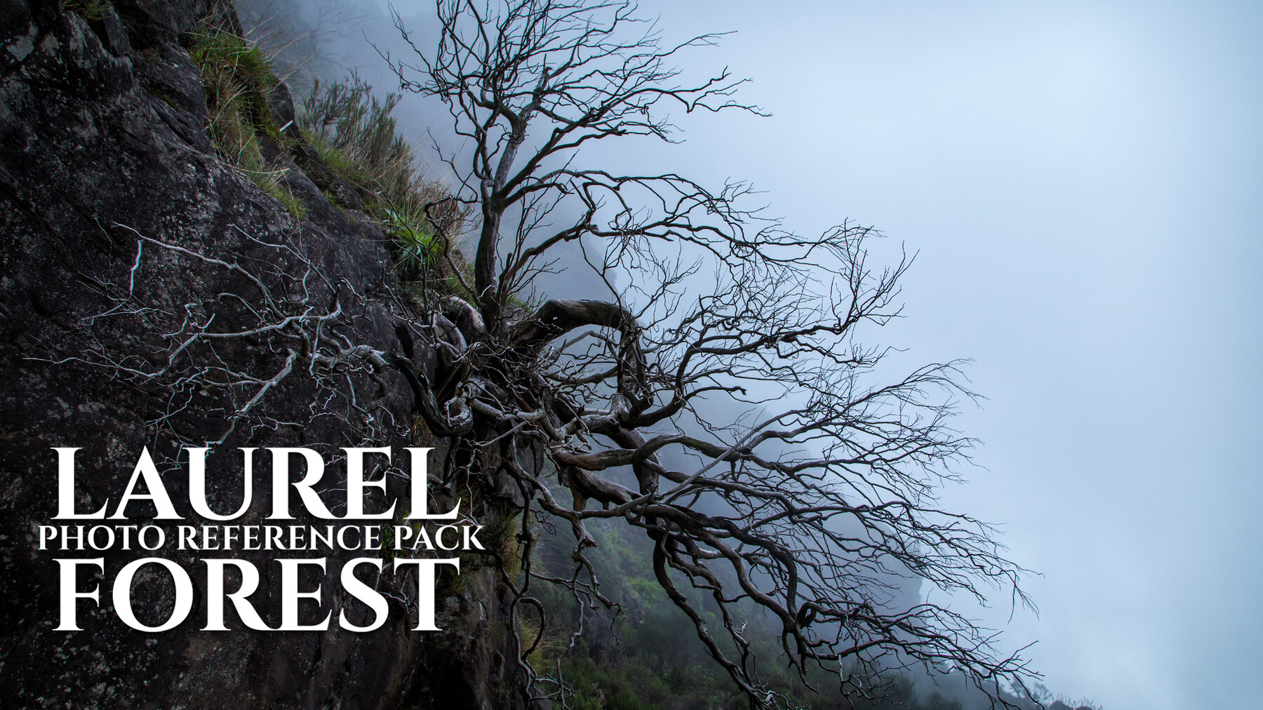 ArtStation - Laurel Forest- Photo Reference Pack- 476 JPEGs noAI ...