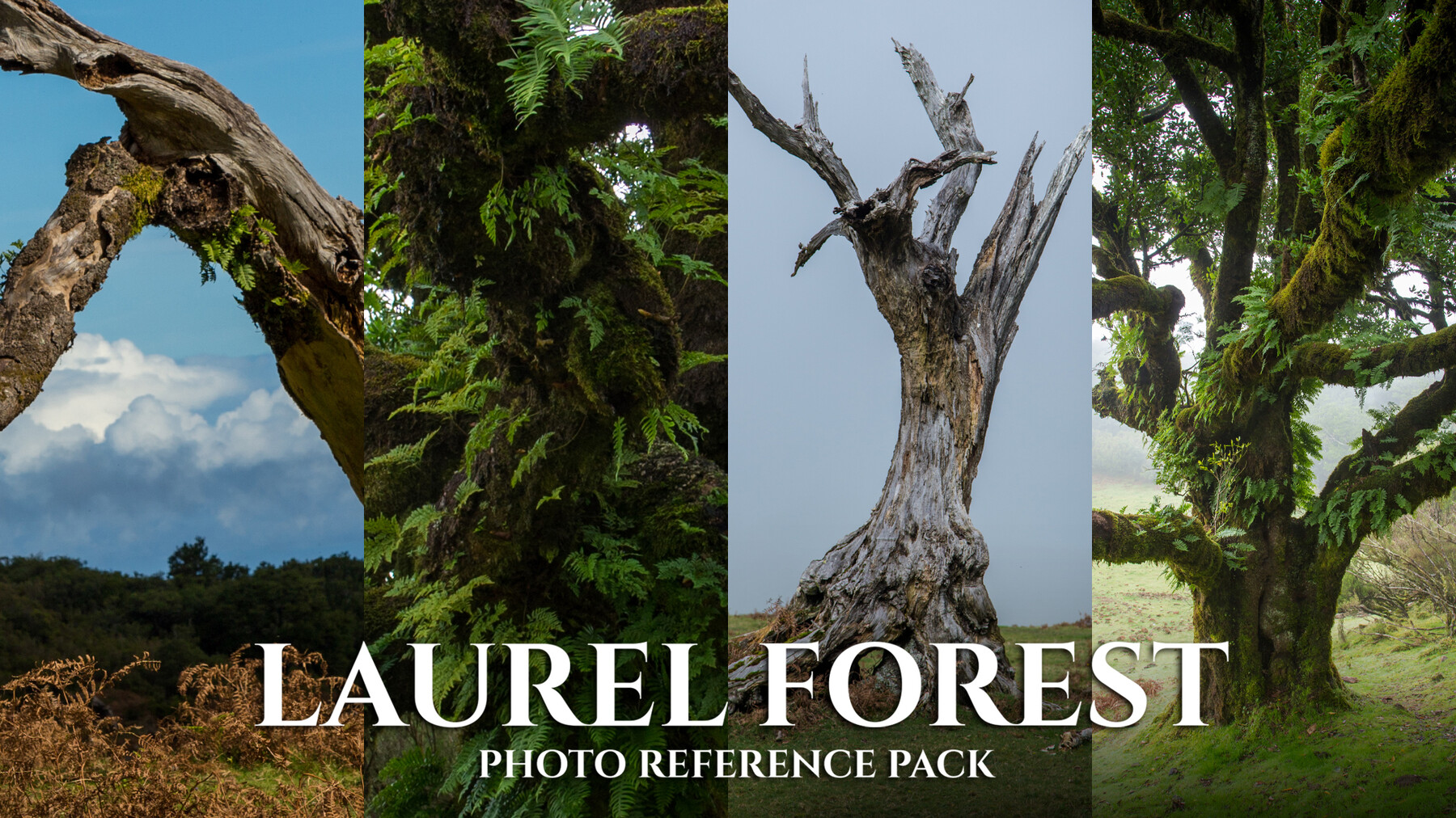 ArtStation - Laurel Forest- Photo Reference Pack- 476 JPEGs noAI ...