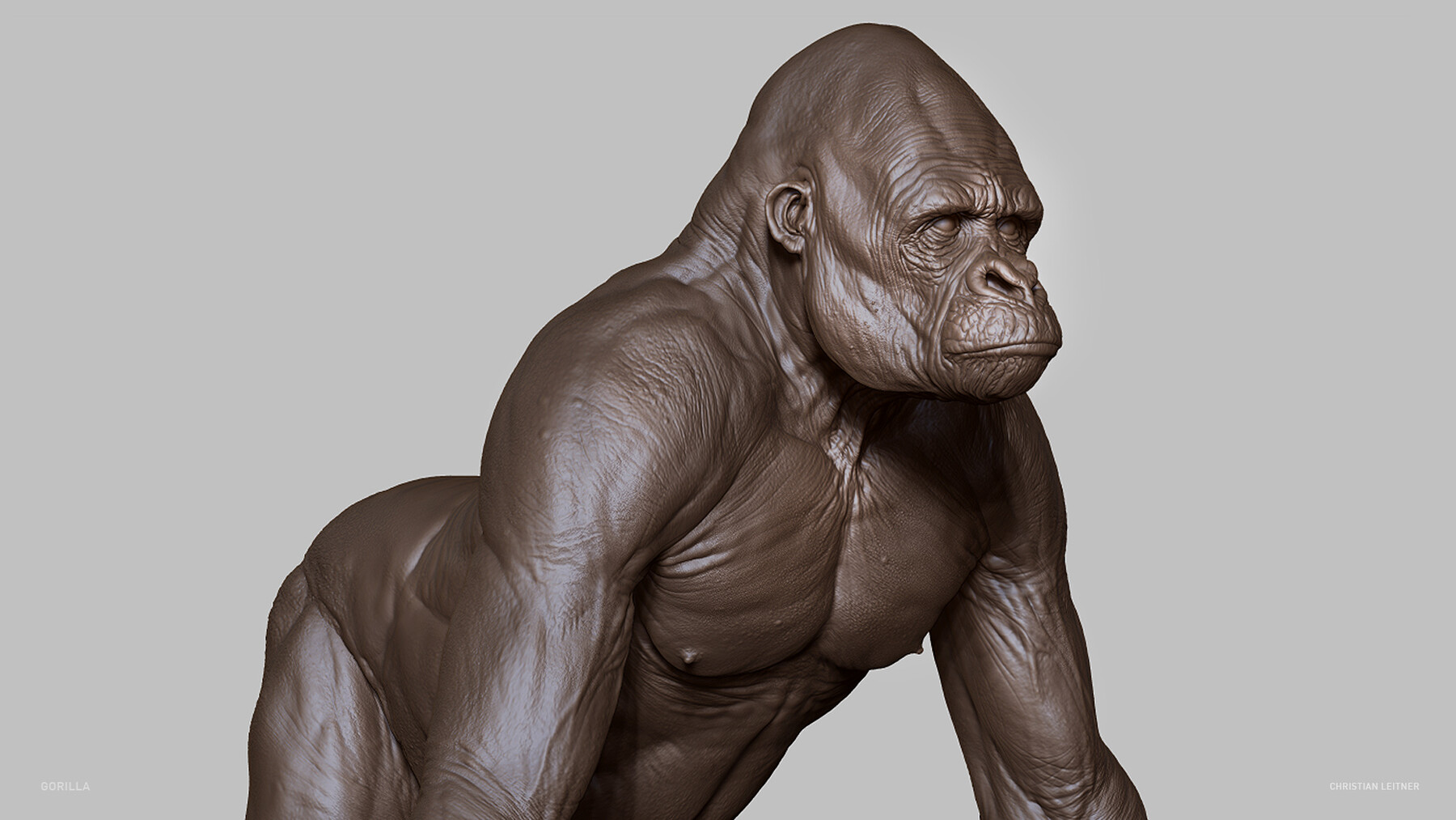 ArtStation - GORILLA | Resources