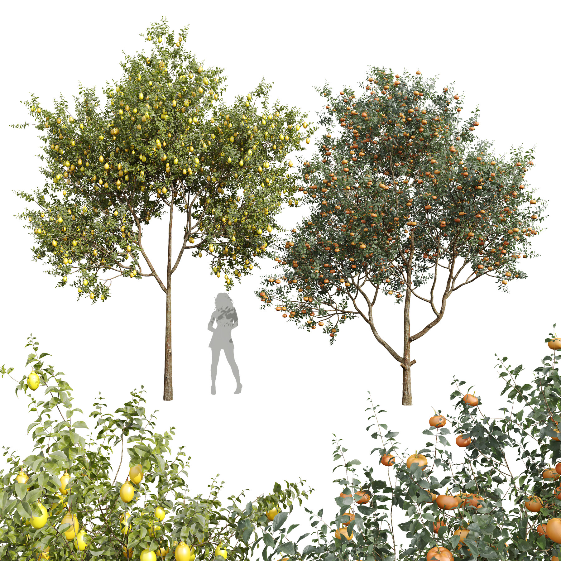 ArtStation - New Plant Citrus Dancy Mandarin Tangerine Citrus Meyer ...