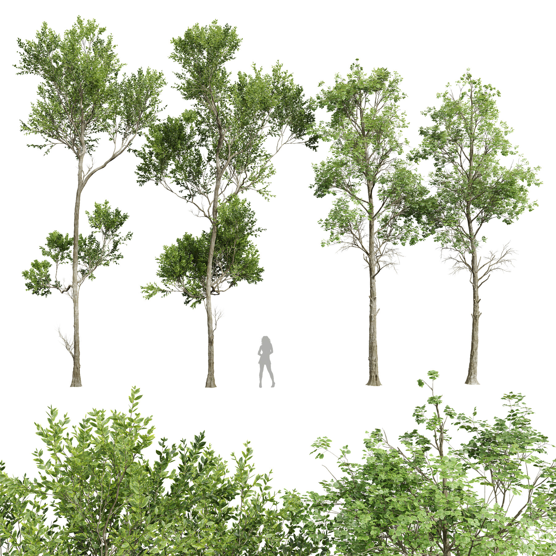 ArtStation - New Plant Fagus Grandifolia Fagus Sylvatica001 | Resources