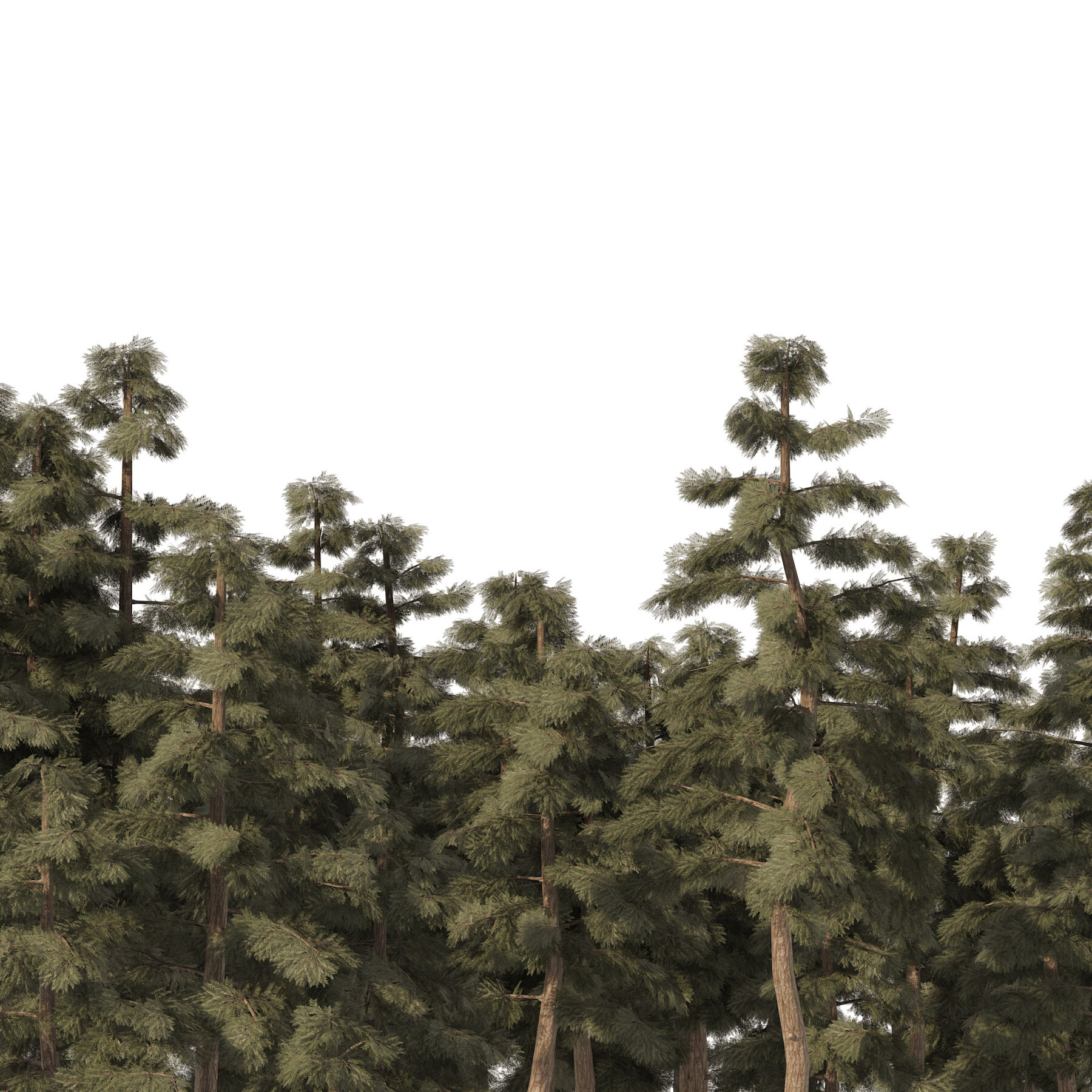 ArtStation - Evergreen conifer Douglas Forest tree | Resources