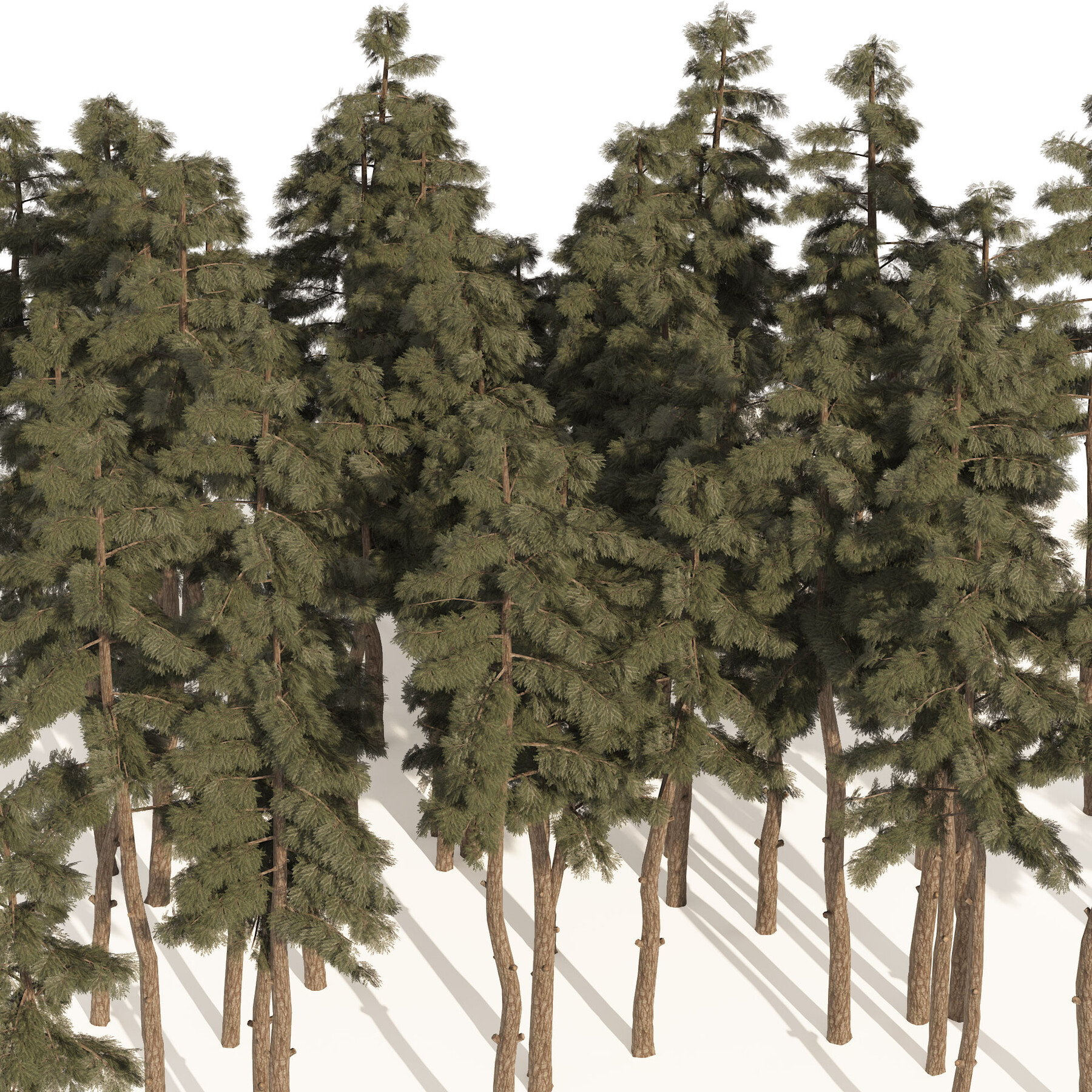 ArtStation - Evergreen conifer Douglas Forest tree | Resources