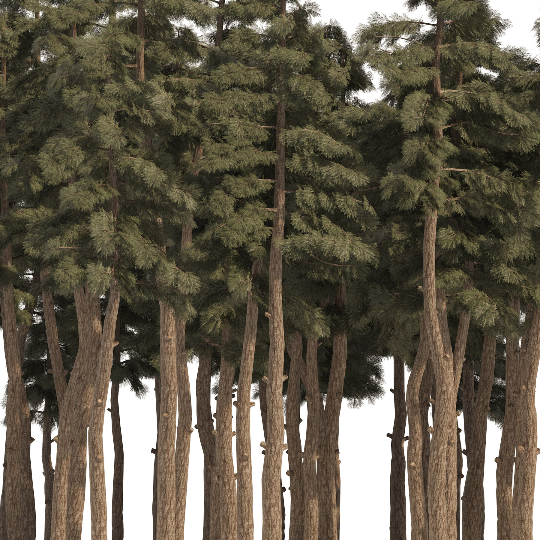 ArtStation - Evergreen conifer Douglas Forest tree | Resources