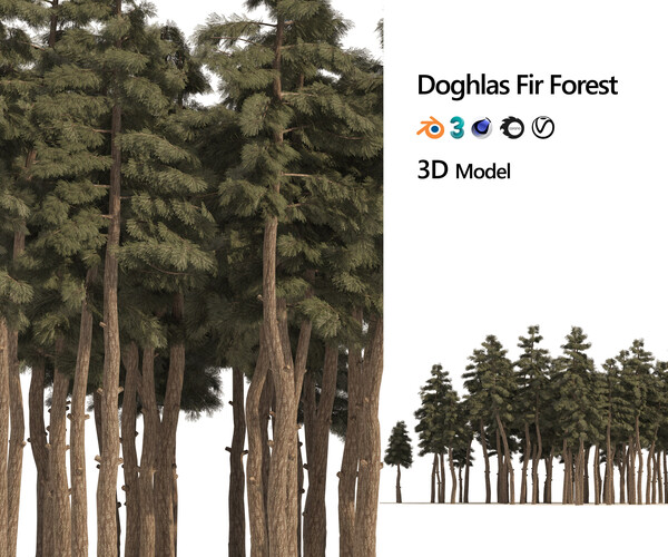 ArtStation - Evergreen conifer Douglas Forest tree | Resources