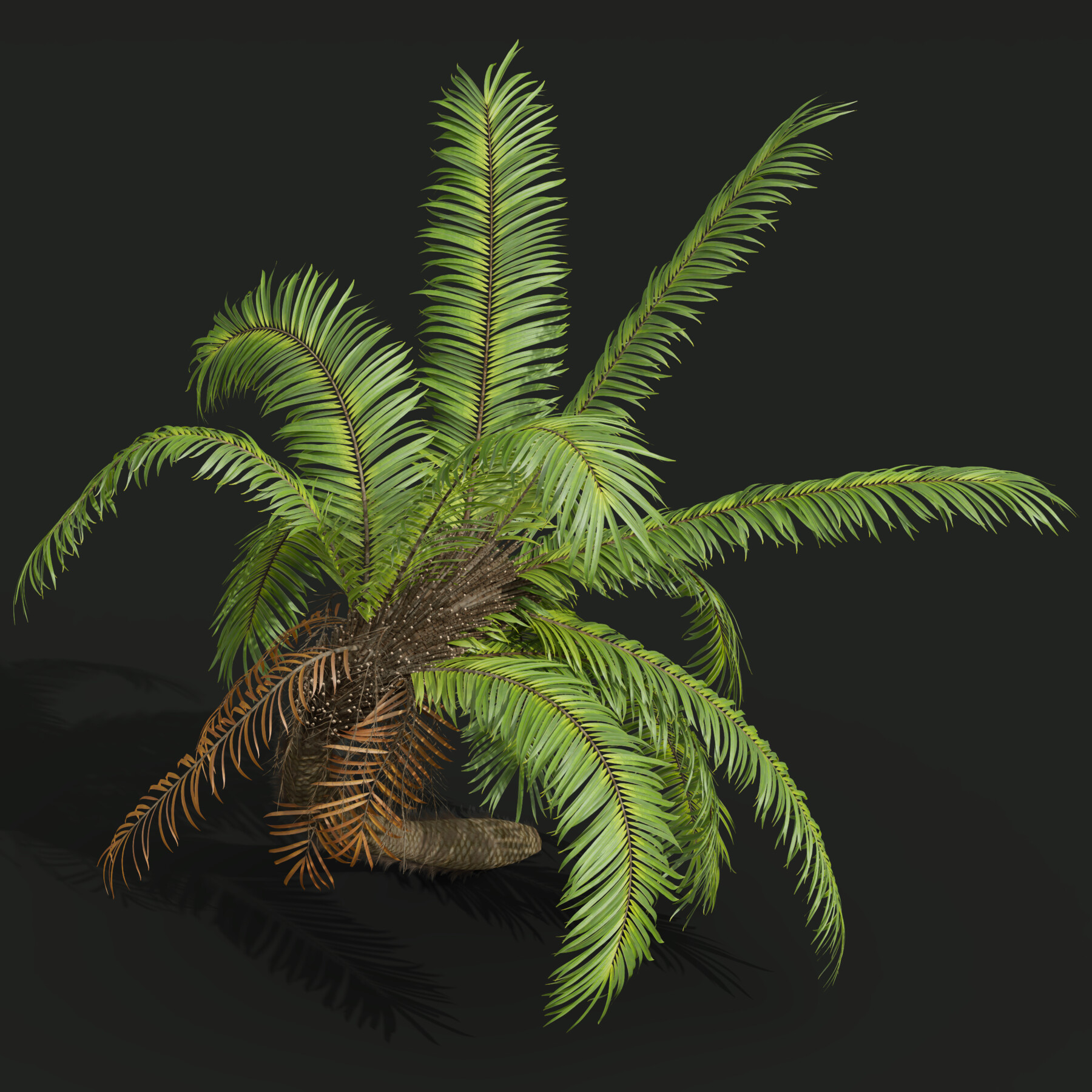 ArtStation - New Plant Alsophila Spinulosa Fern Brainea Insignis ...