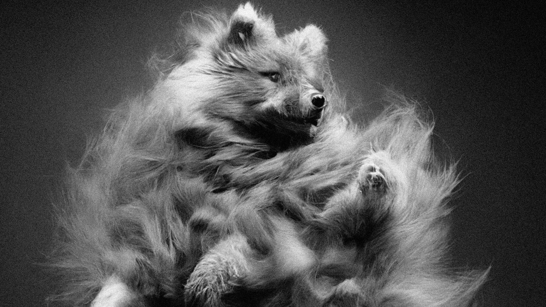 ArtStation - Fur: Types of Body Movements | Artworks