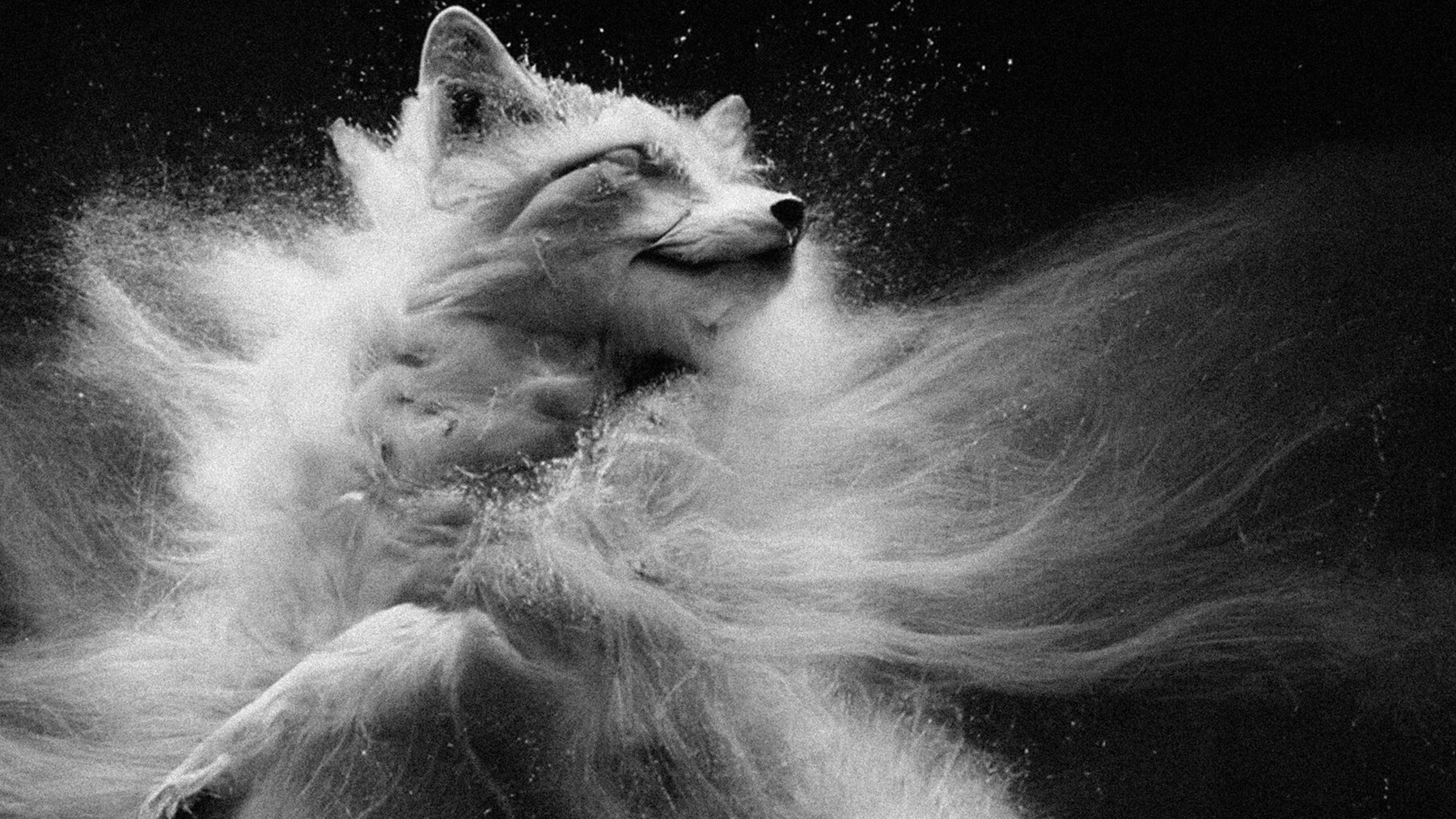 ArtStation - Fur: Types of Body Movements | Artworks