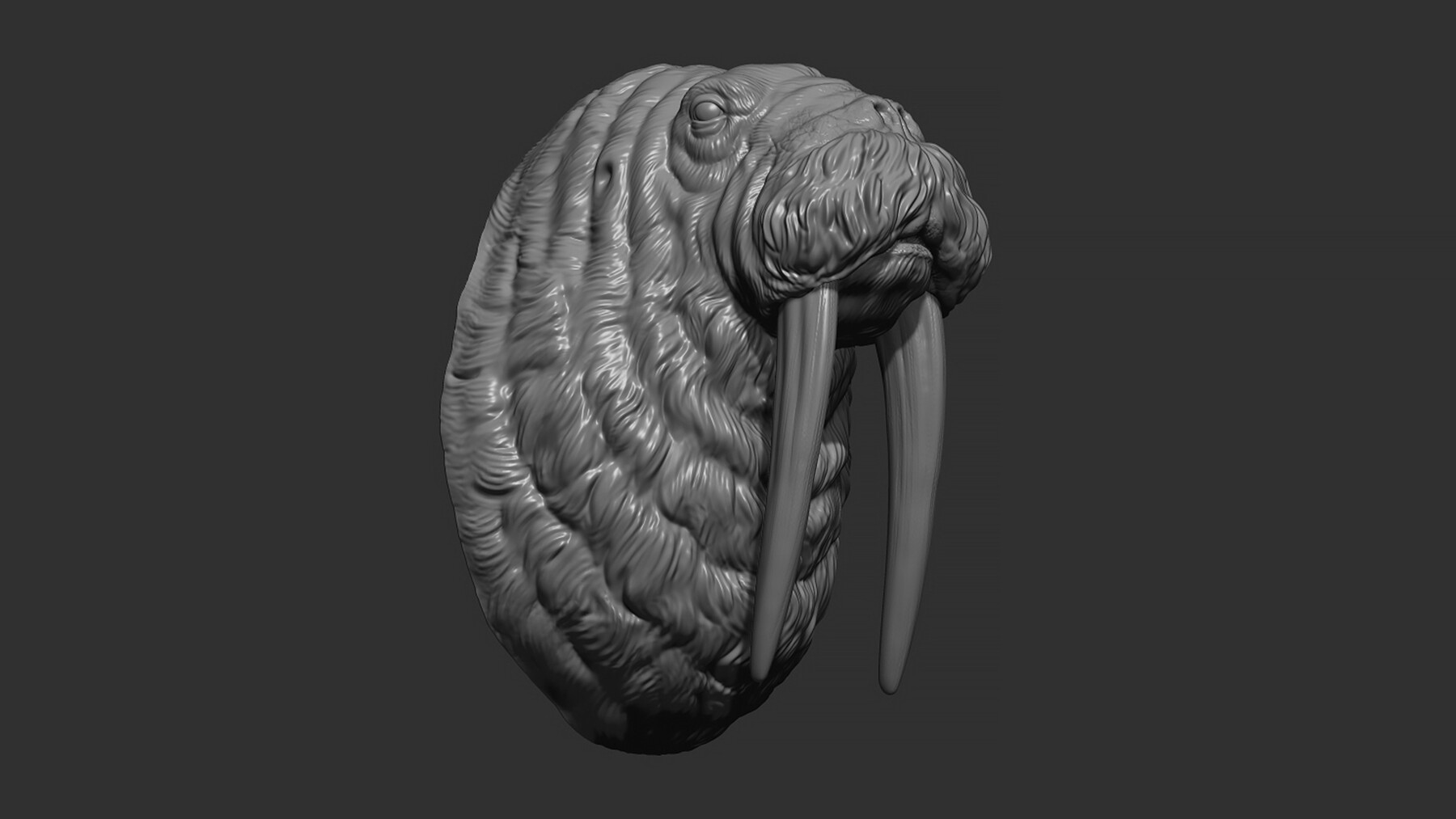 ArtStation - Walrus head | Resources