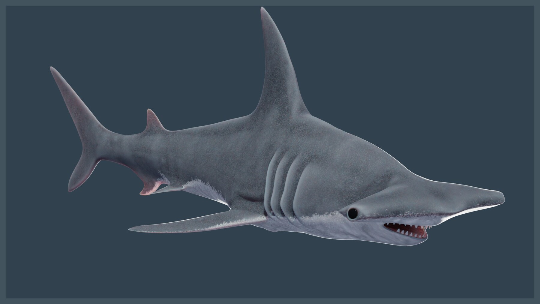 ArtStation - Animated Hammerhead Shark | Game Assets