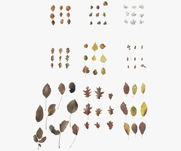 ArtStation - Dry Leaves Pack | Resources