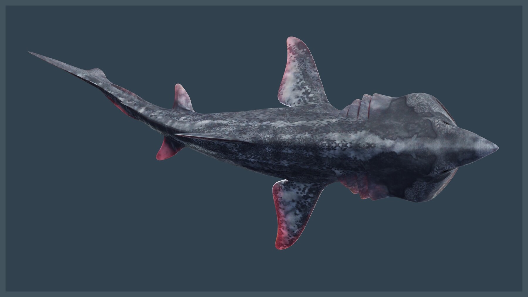 ArtStation - Animated Basking Shark | Game Assets